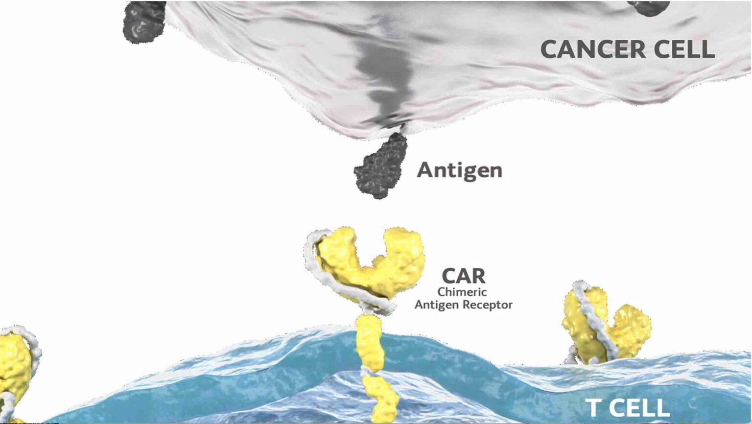 Klinische proeven in VS met CAR-T-cellen tegen MS - Alles over synbio ...